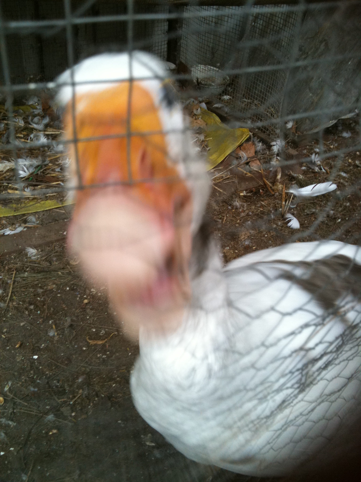 Savegeese.com domestic goose rescue